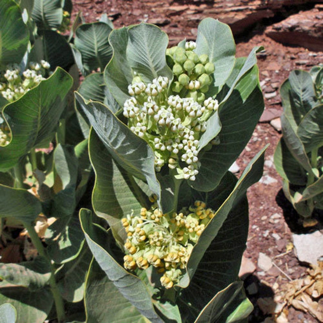 Asclepias Latifolia | Broadleaf Milkweed | 10 Seeds - Etsy