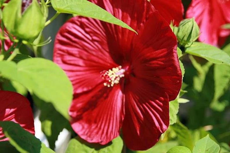 Hibiscus Moscheutos Luna Red Hardy Hibiscus 10 Seeds - Etsy
