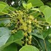 Idesia Polycarpa | Igiri Tree | Wonder Tree | 20 Seeds - Etsy