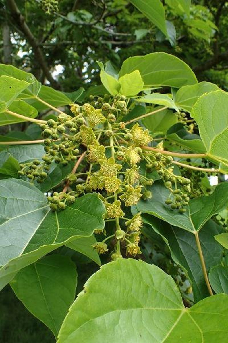 Idesia Polycarpa Igiri Tree Wonder Tree 20 Seeds | Etsy