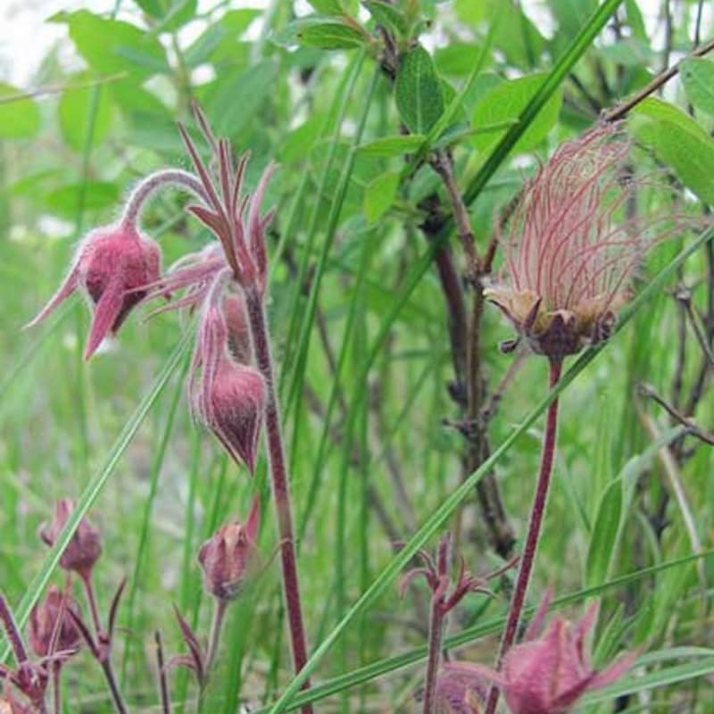Prairie Smoke Flower - Etsy