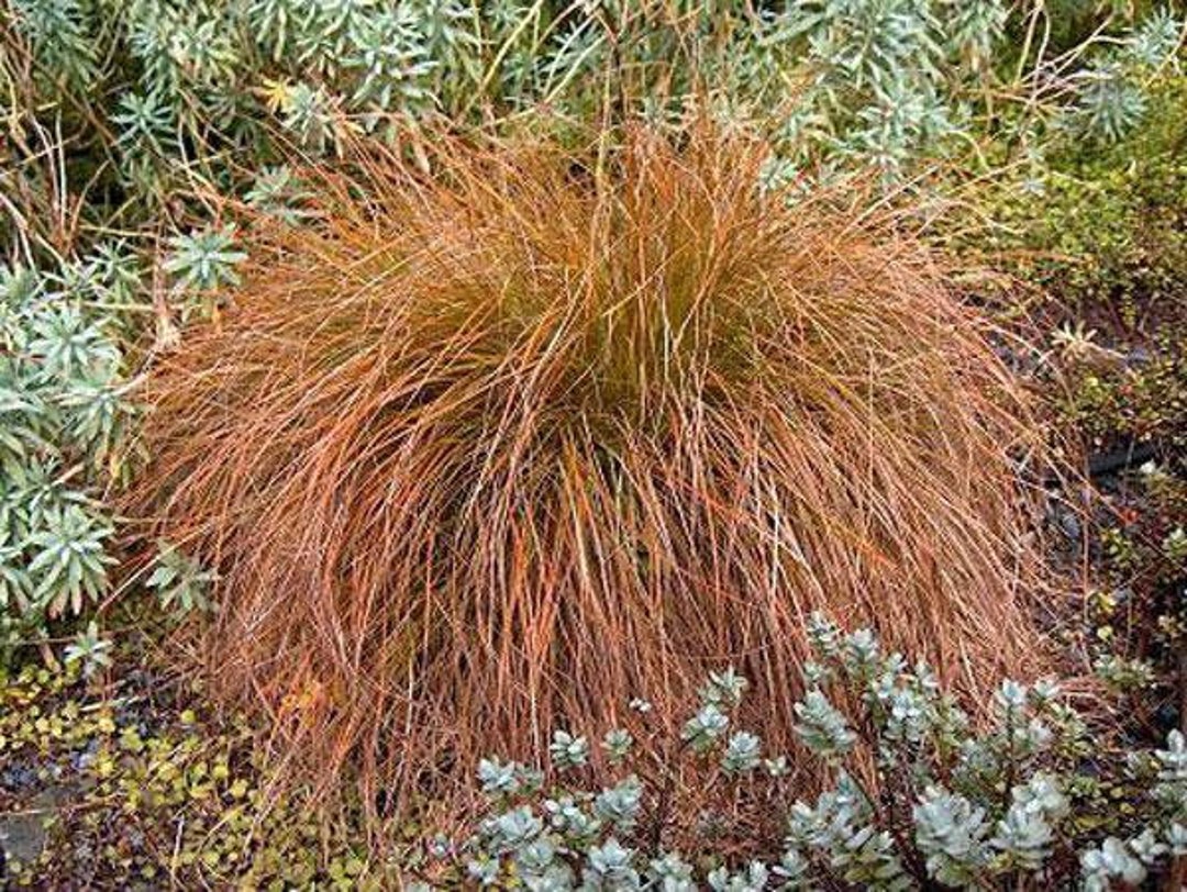 Carex Testacea | Prairie Fire | 10 Seeds - Etsy