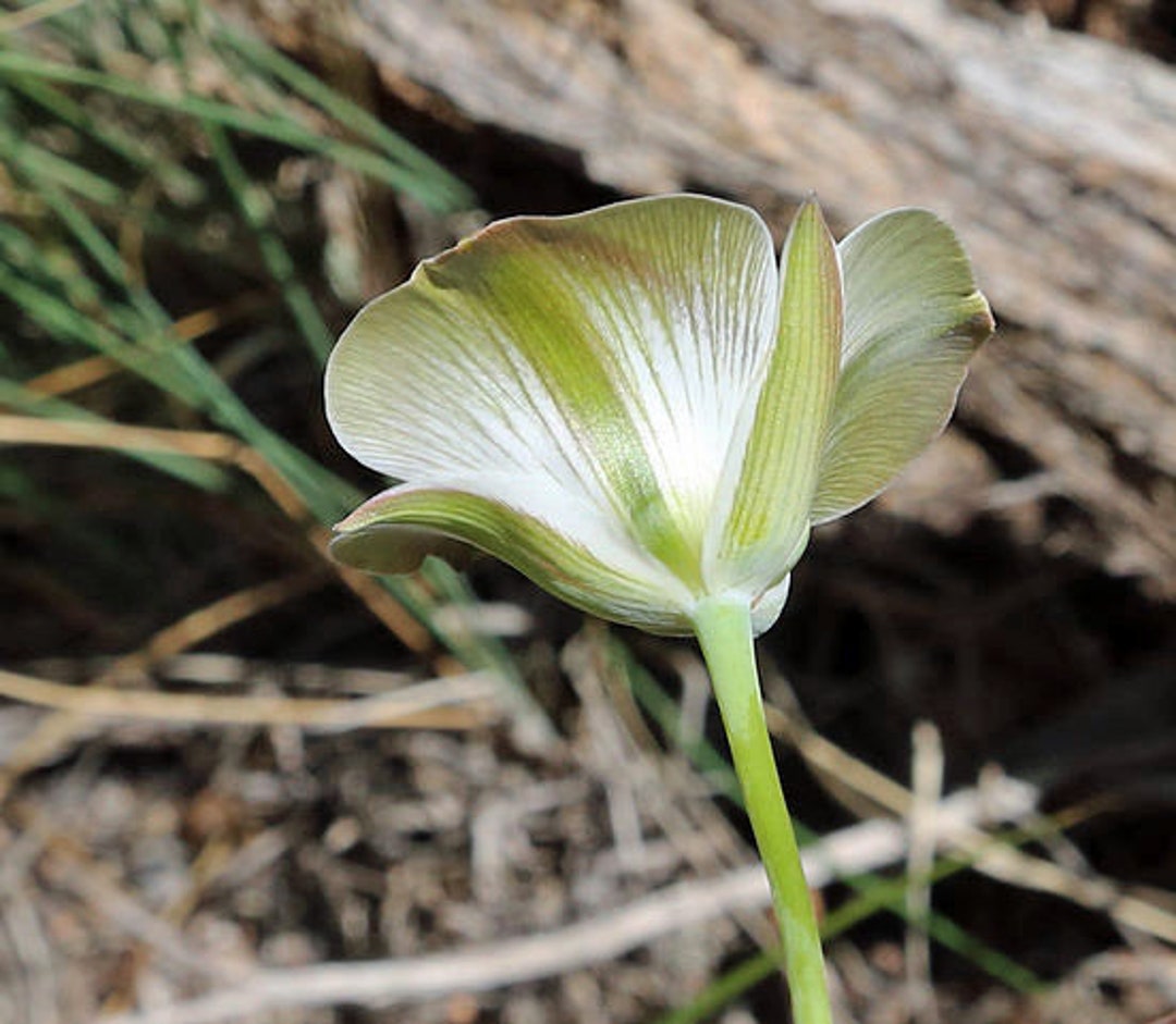 Calochortus Bruneaunis | Green Stripe Mariposa Lily | 10 Seeds - Etsy
