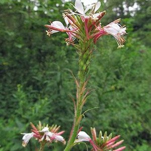 Oenothera Gaura | Biennial Gaura | Beeblossom | 10 Seeds - Etsy
