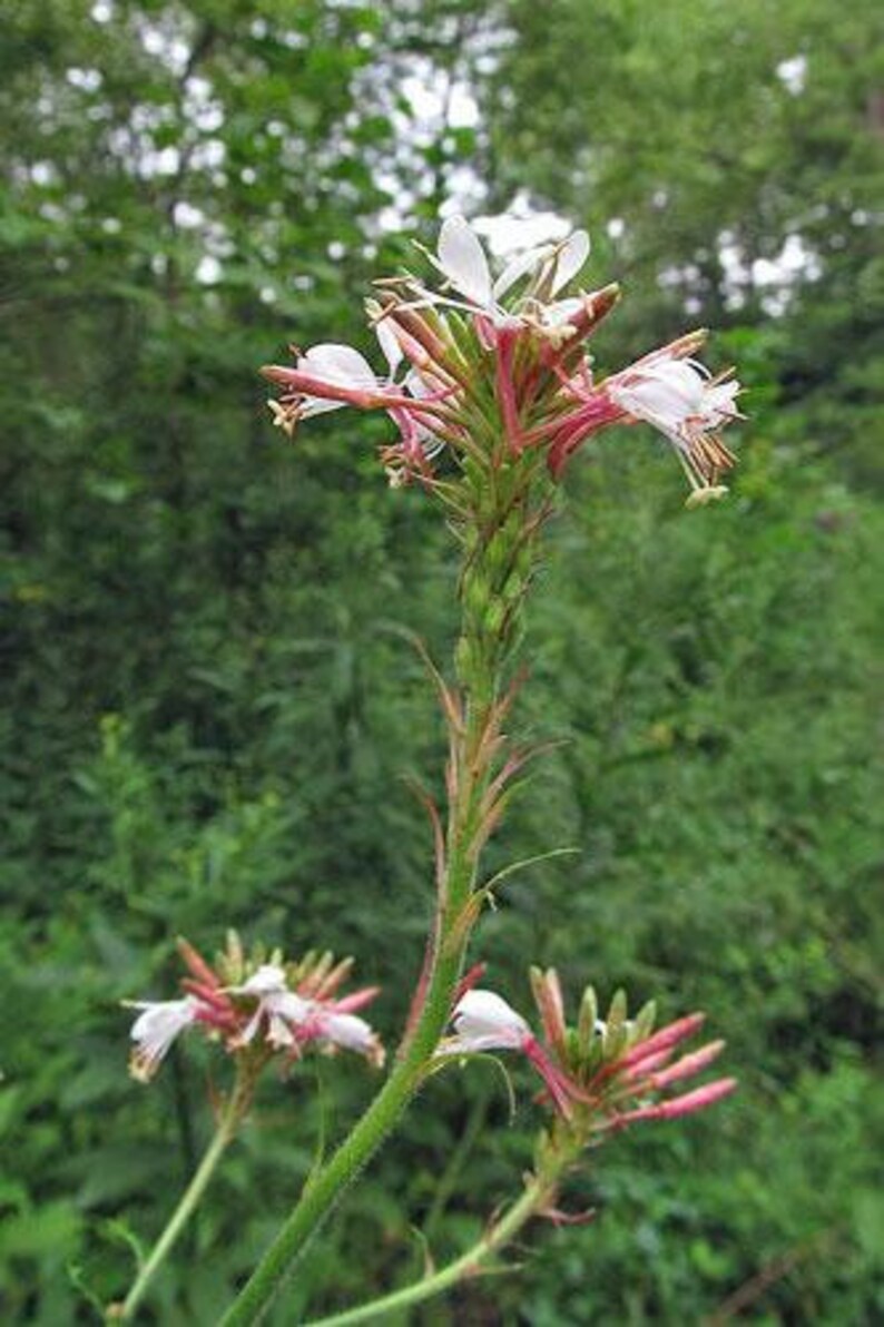 Oenothera Gaura | Biennial Gaura | Beeblossom | 10 Seeds - Etsy