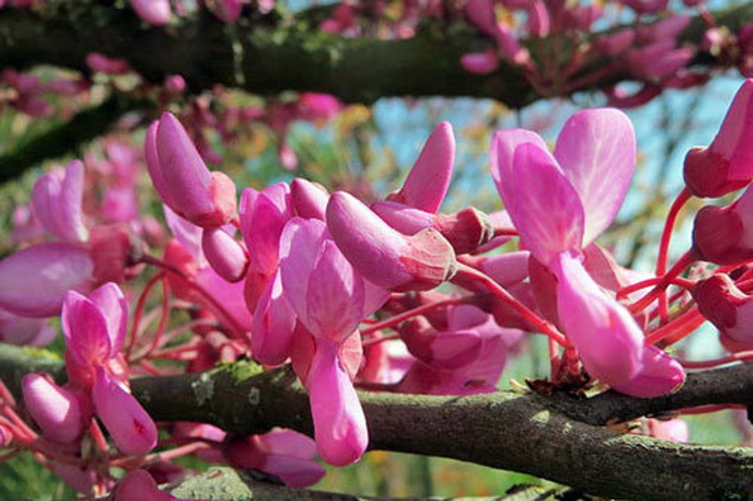 Cercis Siliquastrum | Judas Tree | Love Tree | 5 Seeds - Etsy