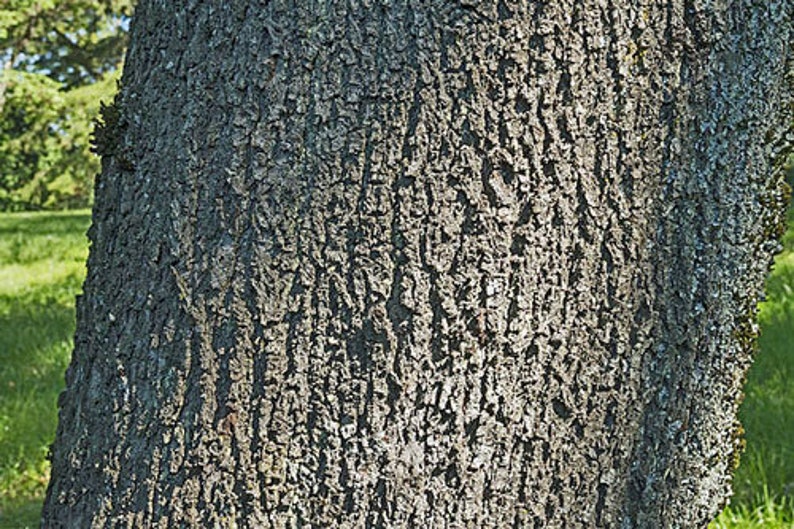 Cercis Siliquastrum Judas Tree Love Tree 5 Seeds | Etsy