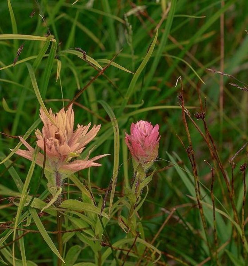 Castilleja Rhexifolia Alpine Paintbrush Pink Paintbrush - Etsy