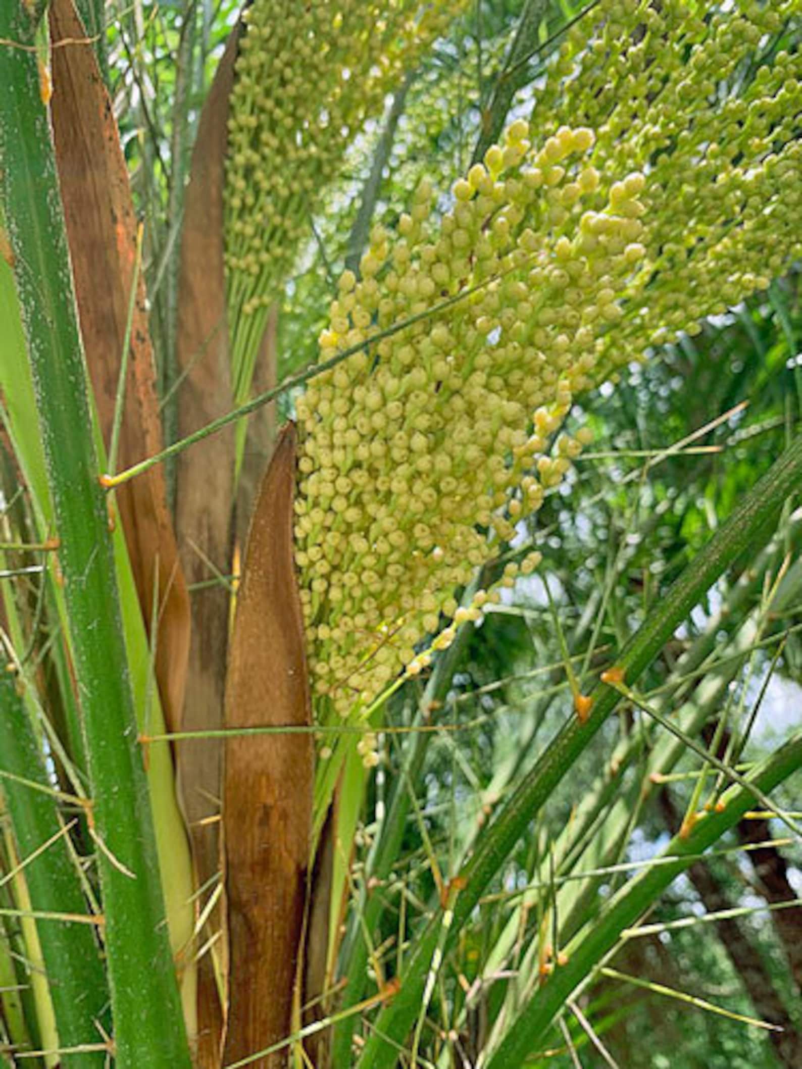 Phoenix Roebelenii | Pygmy Date Palm | Robellini Palm | 10 Seeds - Etsy
