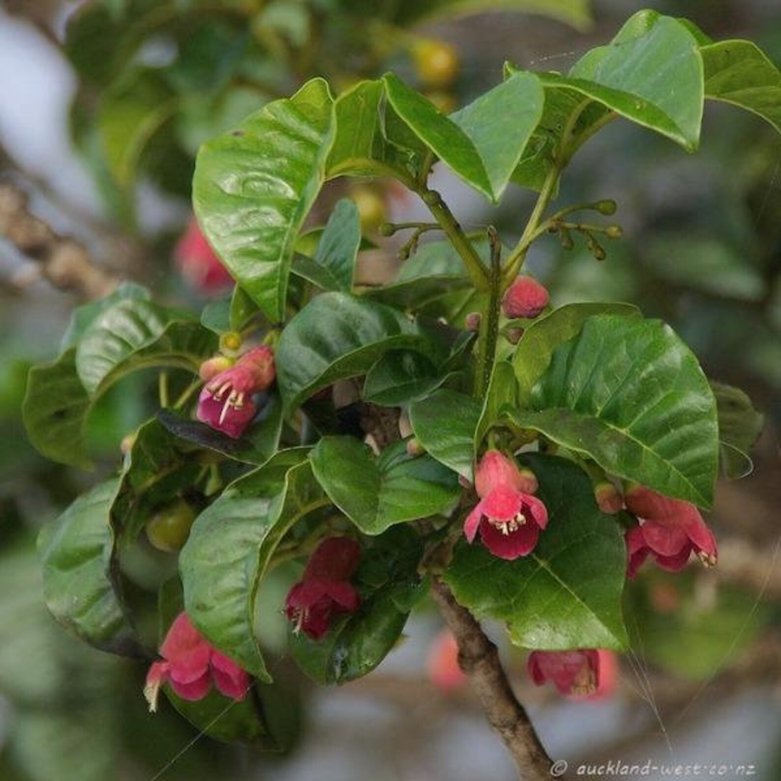 Vitex Lucens Puriri | New Zealand Chaste Tree | RARE | Puriri | 10 ...