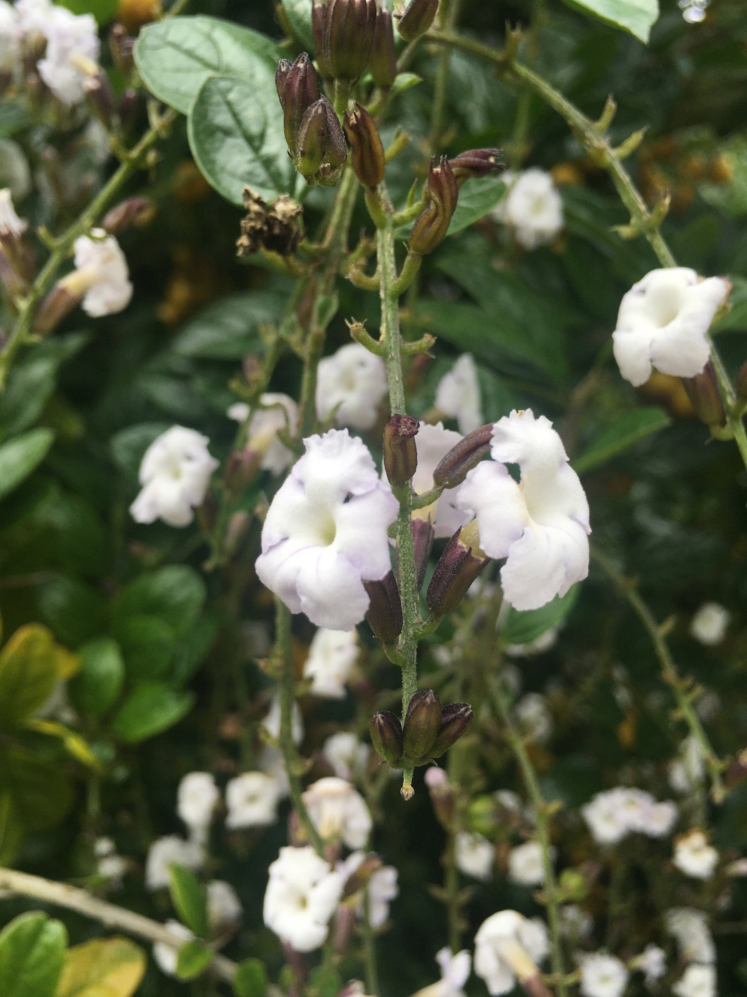 Duranta Erecta Alba | White Skyflower | 10 Seeds - Etsy