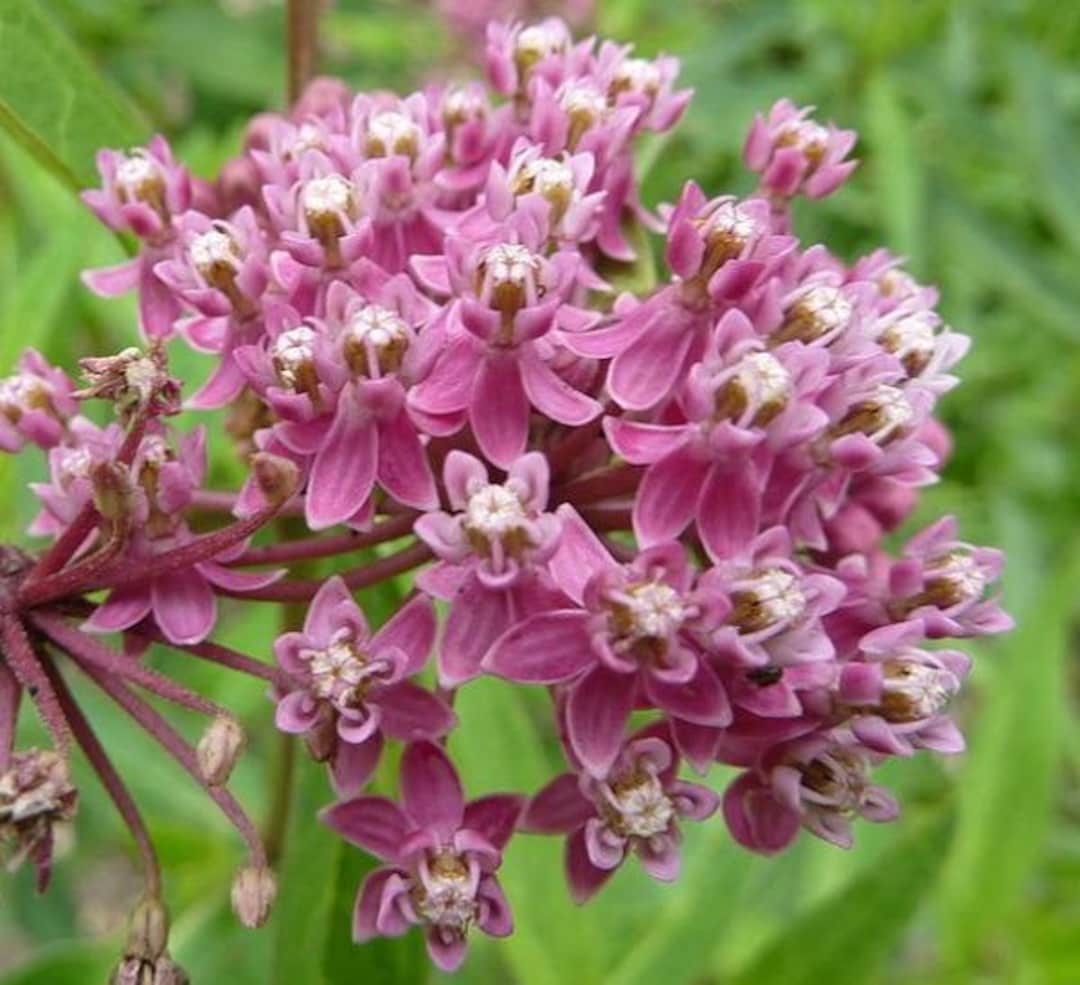 Asclepias Incarnata | Swamp Milkweed | Indian Hemp | 75 Seeds - Etsy