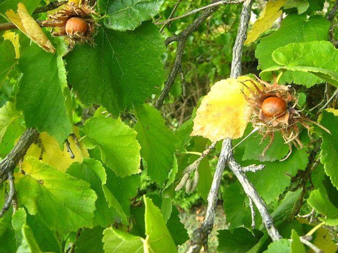 Corylus Colurna | Turkish Hazel | Chinese Hazelnut | 10 Seeds - Etsy