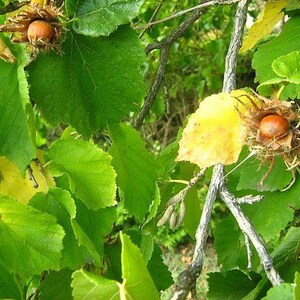 Corylus Colurna | Turkish Hazel | Chinese Hazelnut | 10 Seeds - Etsy