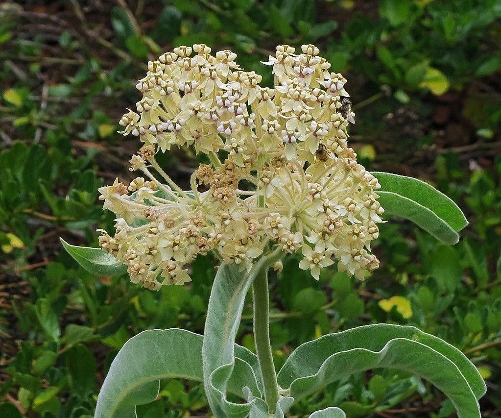 Asclepias Eriocarpa | Indian or Kotolo Milkweed | Woollypod | 10 Seeds ...