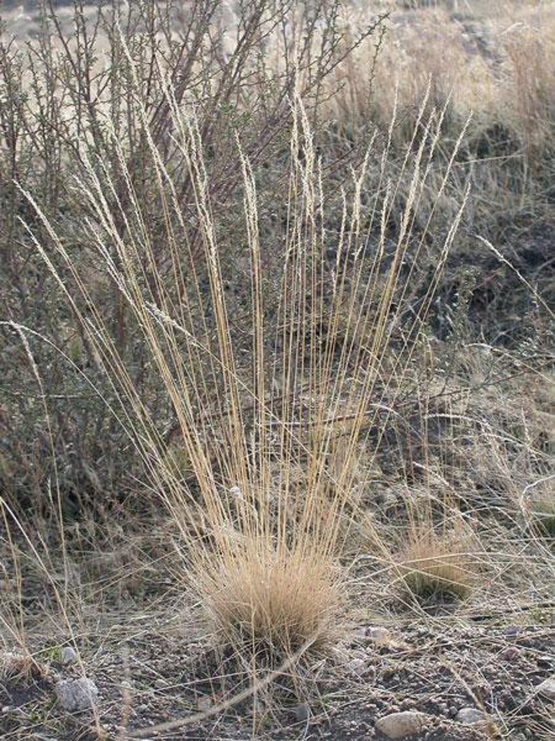 Festuca Idahoensis Roemer's Fescue Blue Bunchgrass - Etsy