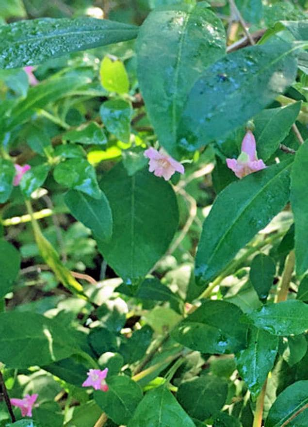 Small Leaf Fuchsia Seeds | Fuchsia Microphylla - Etsy