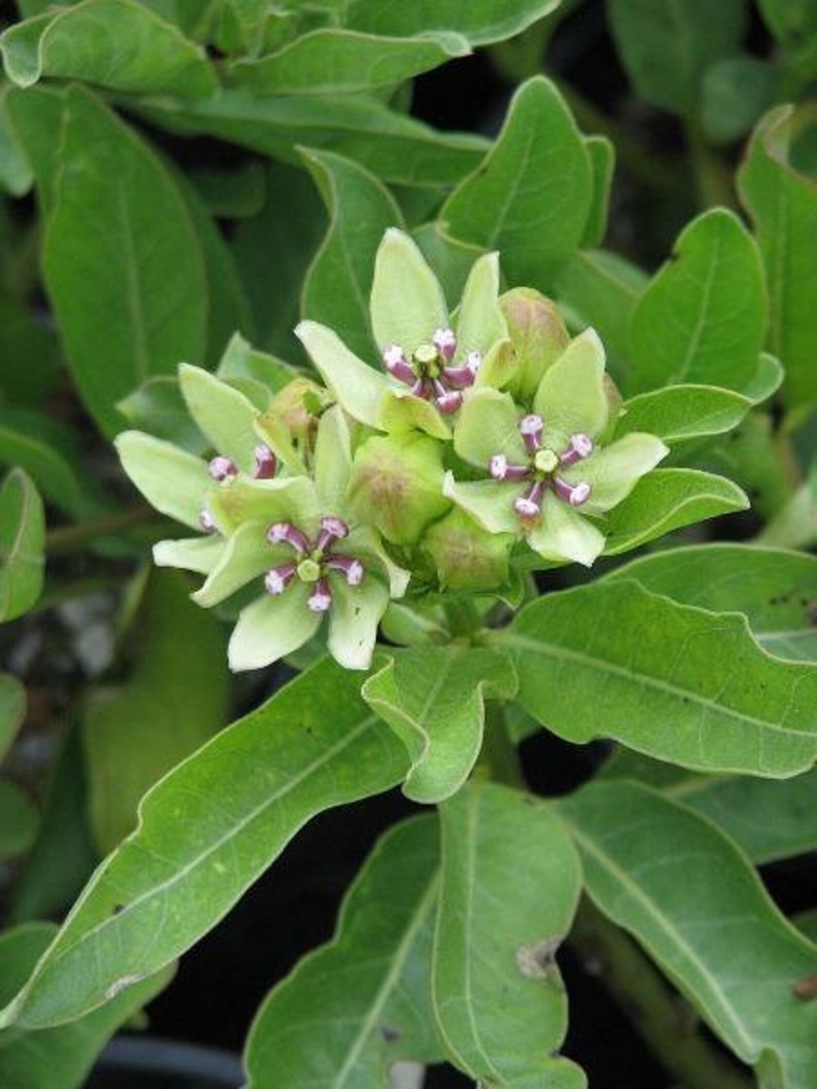 Asclepias Viridis | Green Antelopehorn | Spider Milkweed | 10 Seeds - Etsy