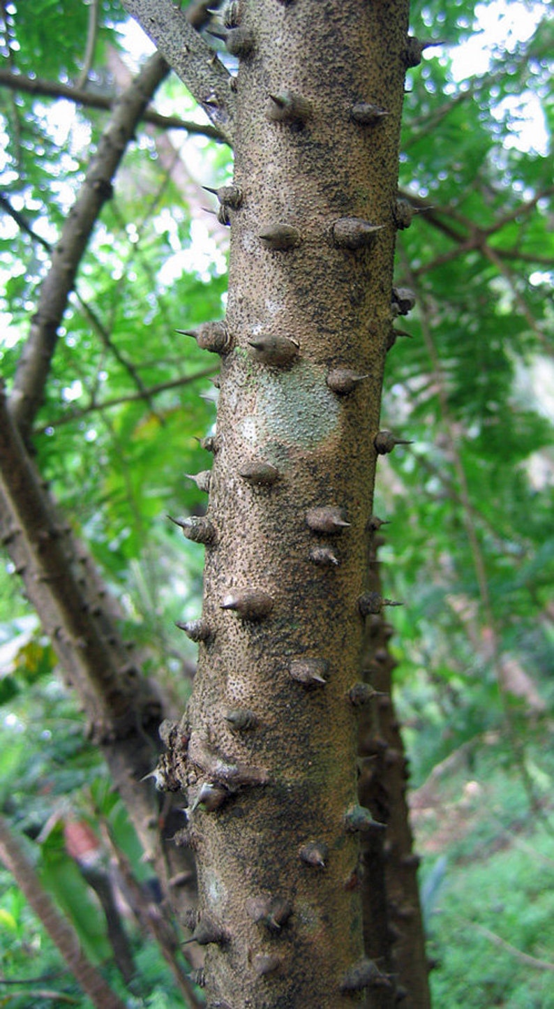 Caesalpinia Sappan | Sappanwood | Brazilwood | 5 Seeds - Etsy