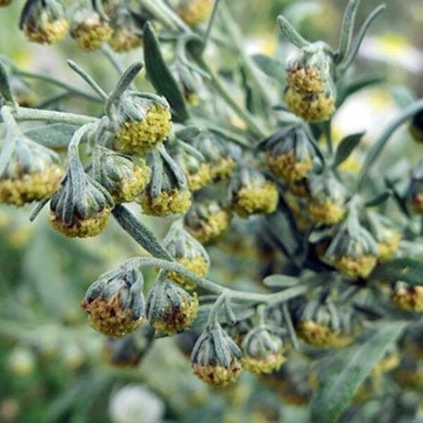 Artemisia Absinthium - Etsy