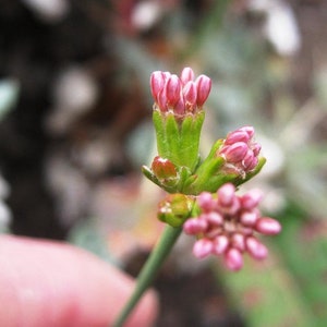 Eriogonum Grande Var. Rubescens | Red-flowered Buckwheat | 25 Seeds - Etsy