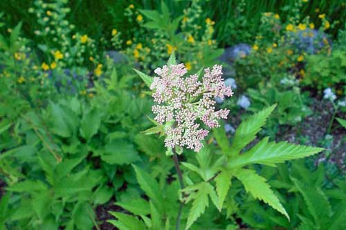 Filipendula Rubra | Queen of the Prairie | 20 Seeds - Etsy