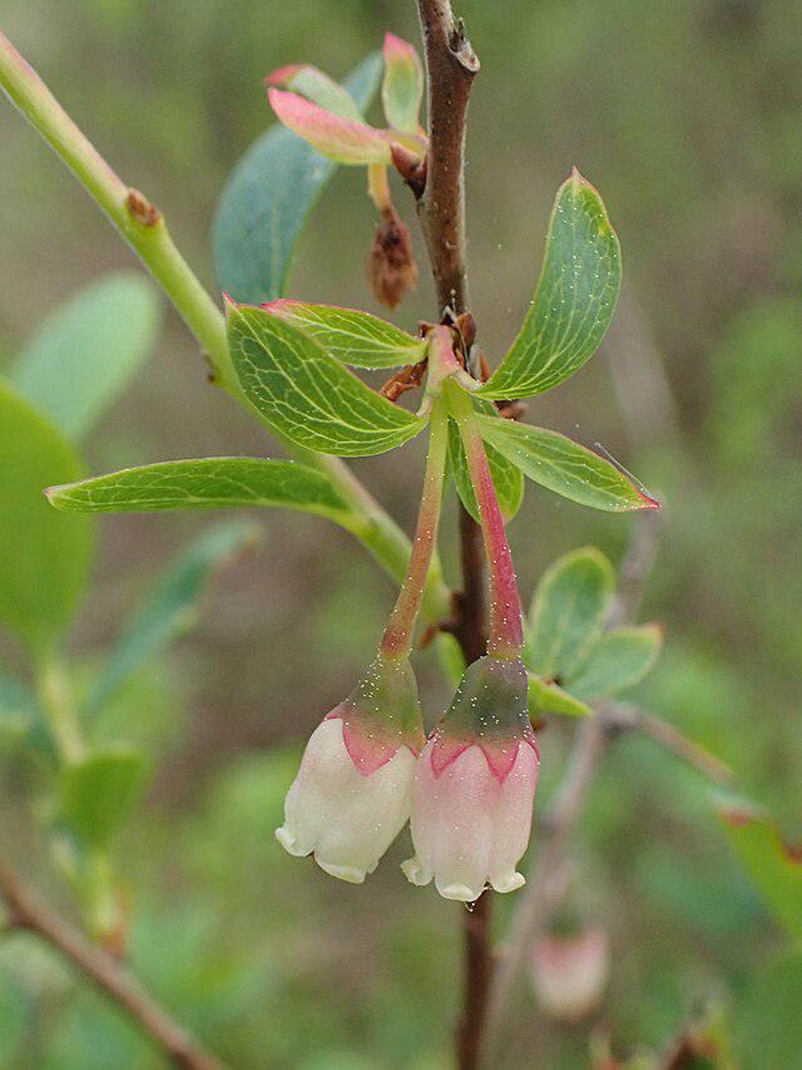 Vaccinium Uliginosum | Alpine Blueberry | 10 Seeds - Etsy
