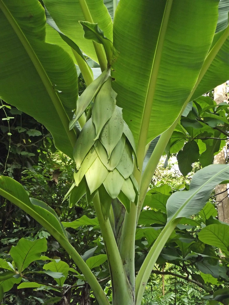 Ensete Glaucum Snow Banana False Banana 5 Seeds - Etsy