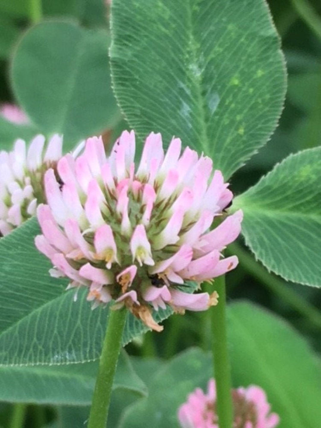 Strawberry Clover Seeds | Trifolium Fragiferum, Groundcover (250 Seeds ...