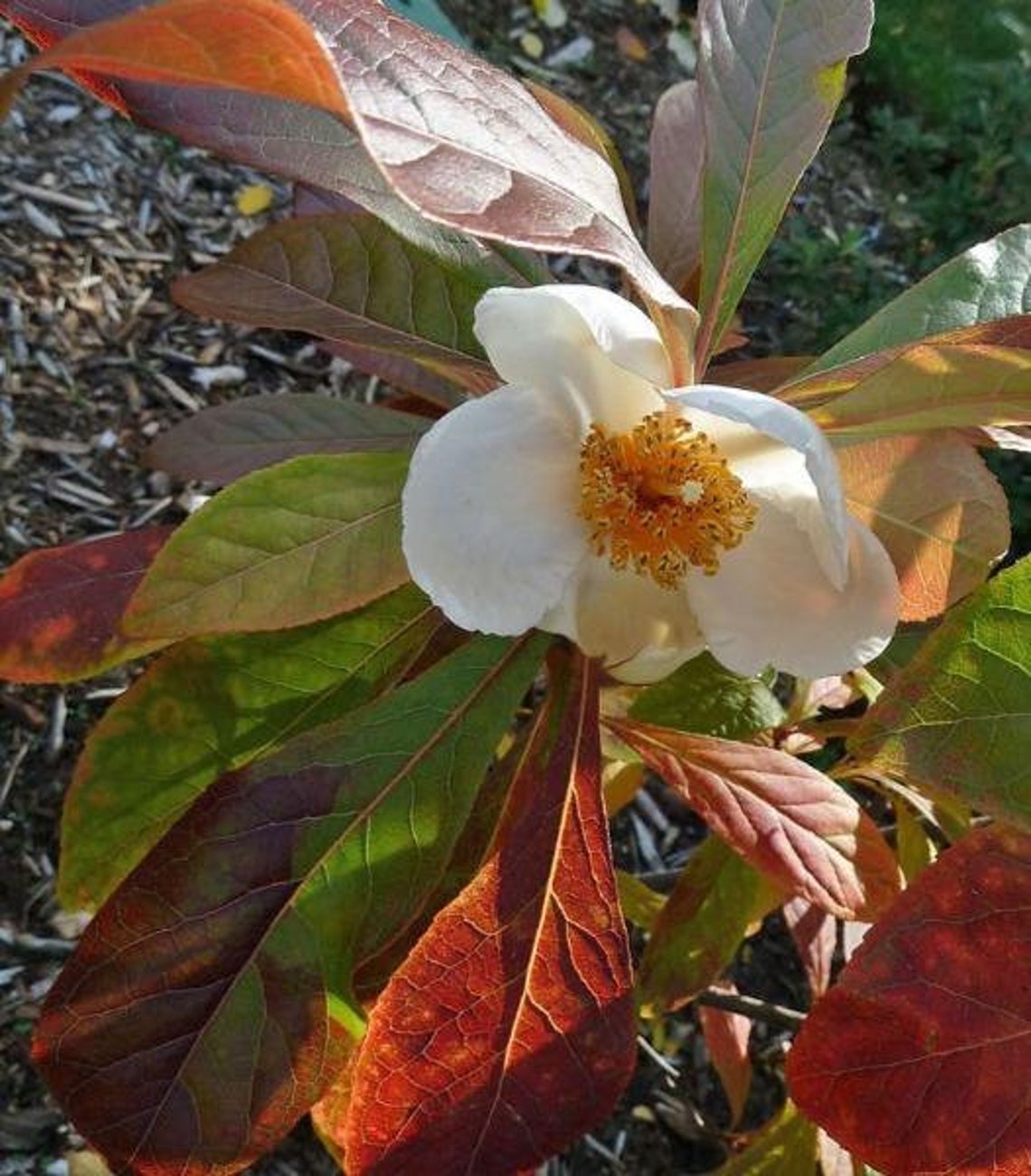 Frankilinia Altamaha Ben Franklin Tree Franklin Tree 5 - Etsy