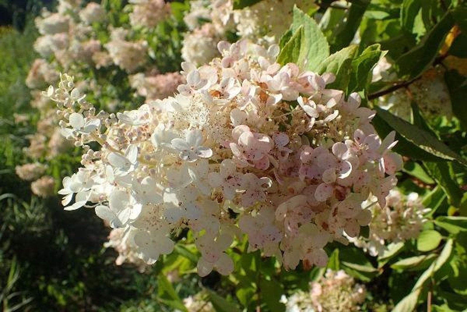 Hydrangea Paniculata Grandiflora Pee Gee Hydrangea 100 Seeds - Etsy