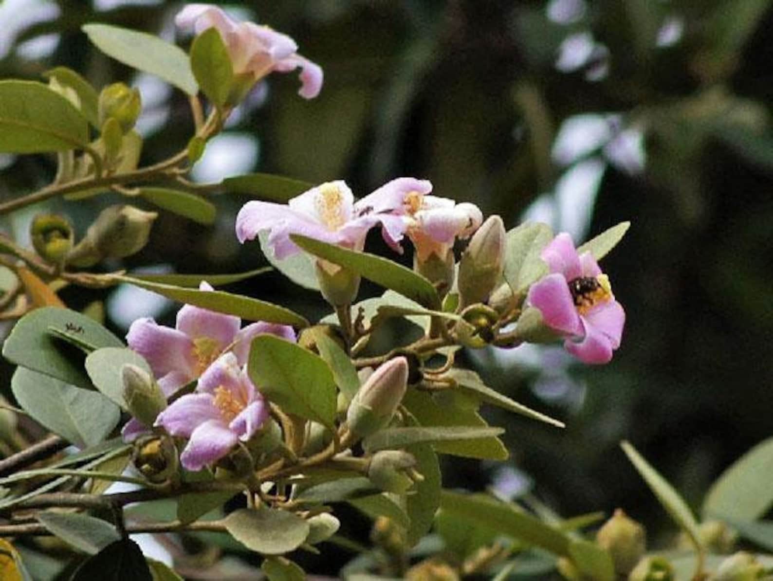 Lagunaria Patersonia Norfolk Island Hibiscus Primrose Tree - Etsy