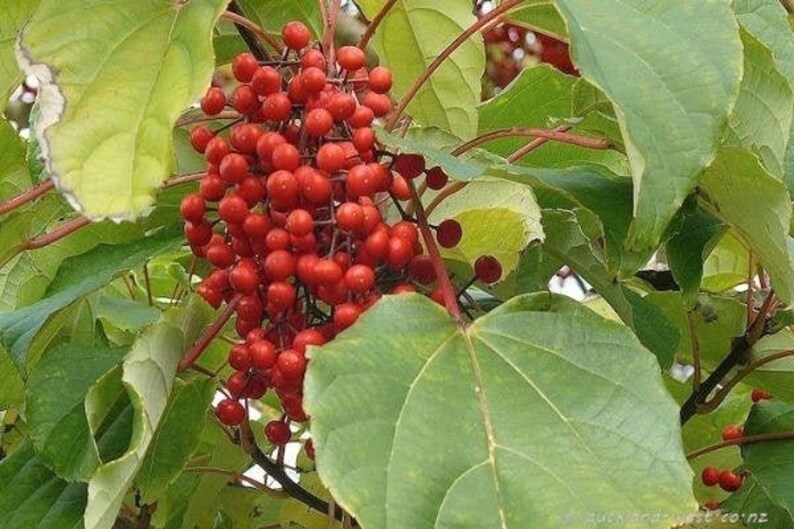 Idesia Polycarpa | Igiri Tree | Wonder Tree | 20 Seeds - Etsy
