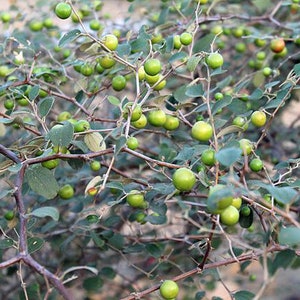 Ziziphus Mauritiana | Jujube | 10 Seeds - Etsy
