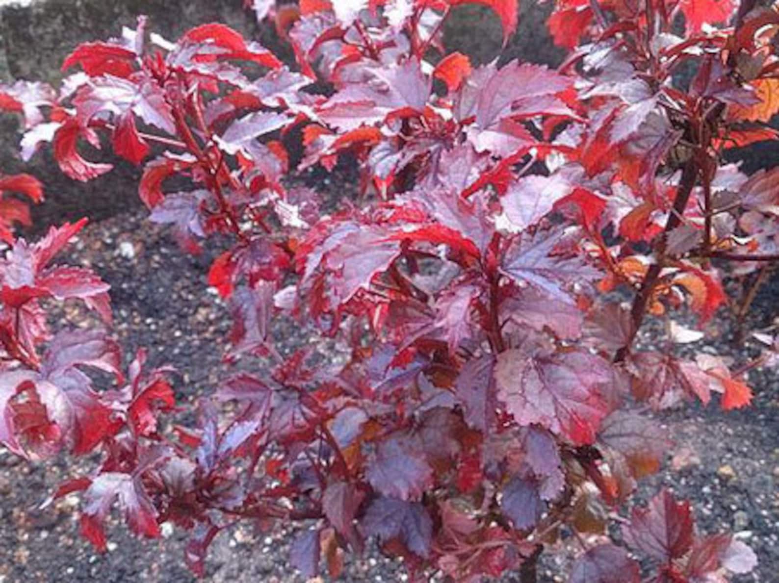Hibiscus Mahogany Splendor | Red Leaf Hibiscus | 5 Seeds - Etsy