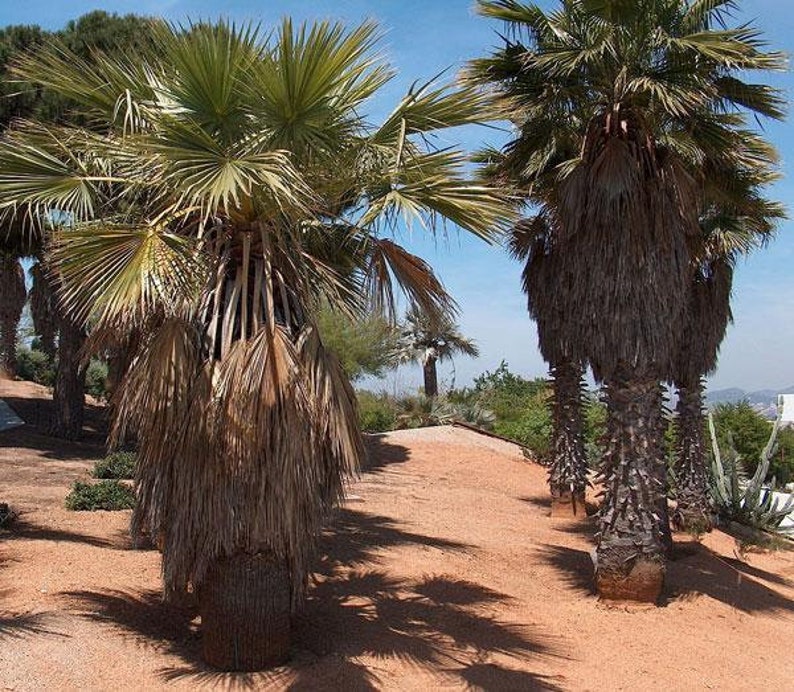 Washingtonia Robusta | Mexican Fan Palm | Mexican Washingtonia | 30 ...