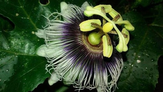 Passiflora Ligularis Sweet Granadilla Grenadia 5 Seeds - Etsy