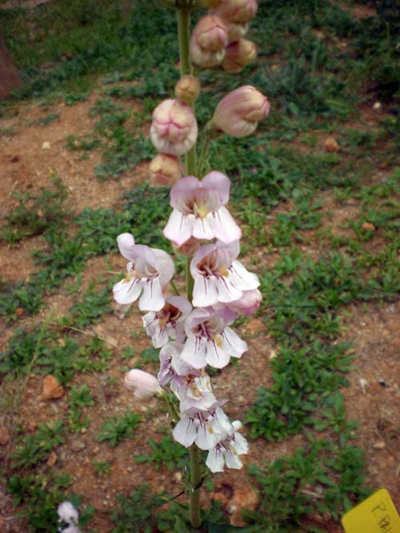Penstemon Palmeri Palmers Penstemon Scented Beardtongue - Etsy
