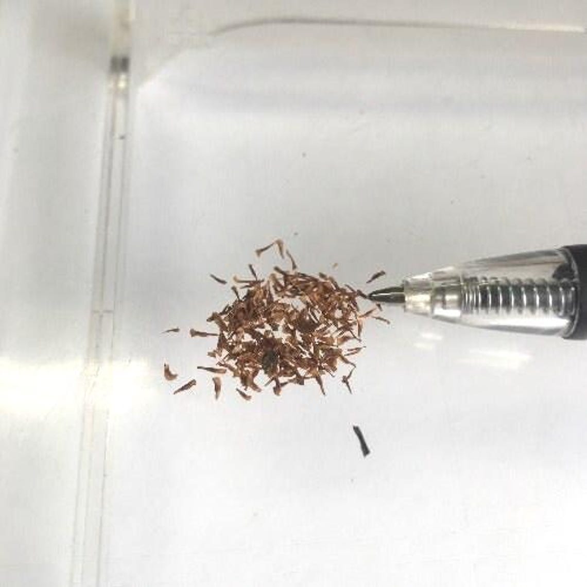 Meriania Nobilis | Amaraboyo | Motley Meriania | Amarrabollo | 10 Seeds ...