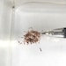 Meriania Nobilis | Amaraboyo | Motley Meriania | Amarrabollo | 10 Seeds ...