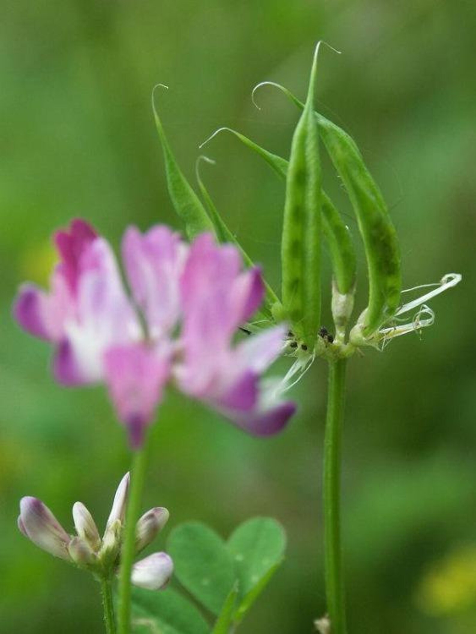 Astragalus Sinicus Chinese Milkvetch 50 Seeds | Etsy