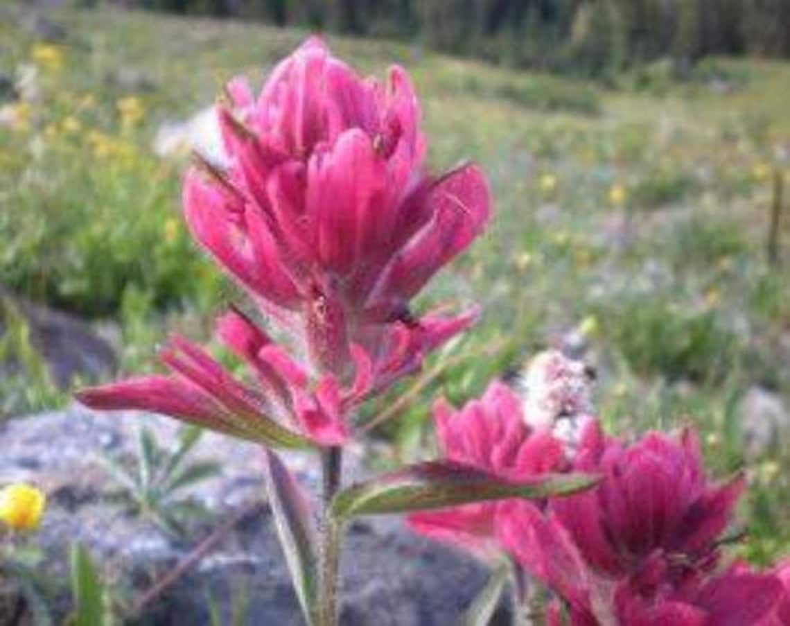 Castilleja rhexifolia Alpine Paintbrush Pink Paintbrush | Etsy