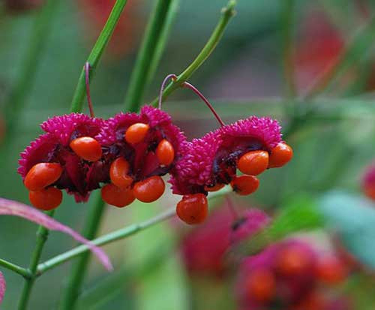 Euonymus Americanus | American Strawberry Bush | Bursting Heart | 10 ...
