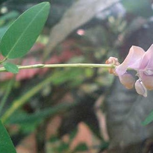 Codariocalyx Motorius | Semaphore or Telegraph Plant | 15 Seeds - Etsy