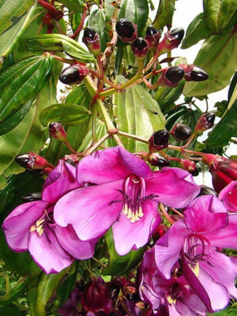 Meriania Nobilis Amaraboyo Motley Meriania Amarrabollo - Etsy