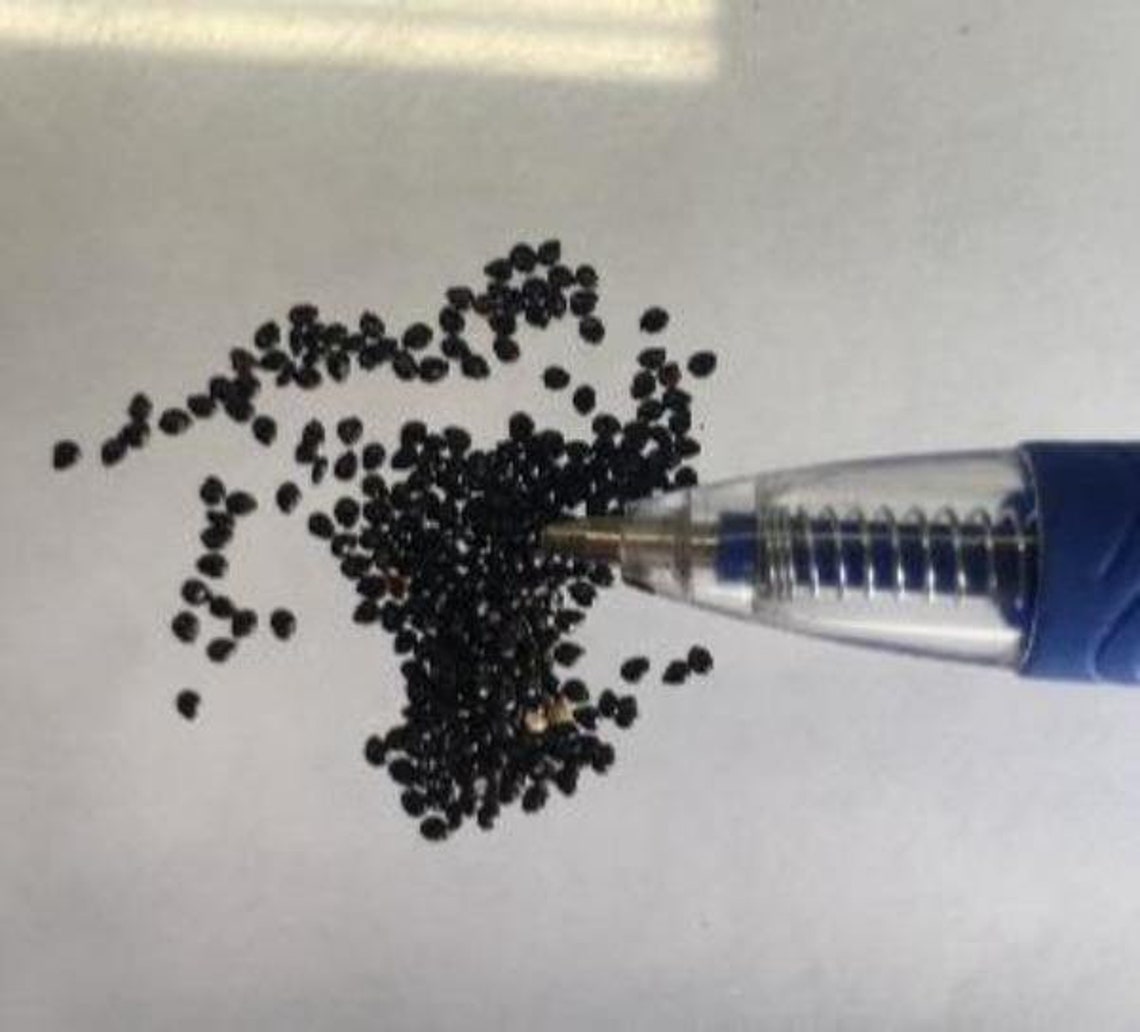 Lewisia pygmaea Alpine or Dwarf Lewisia Pygmy Bitterroot | Etsy