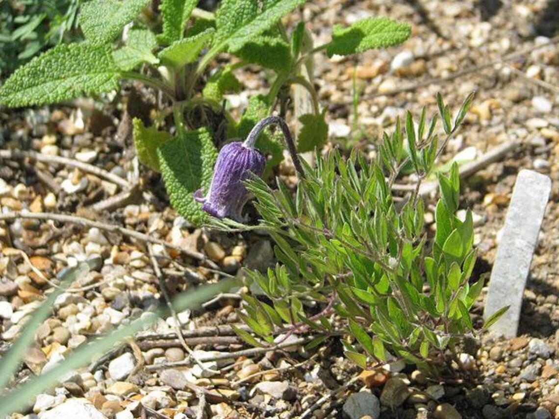 Clematis Scottii | Scotts Clematis | 5 Seeds - Etsy