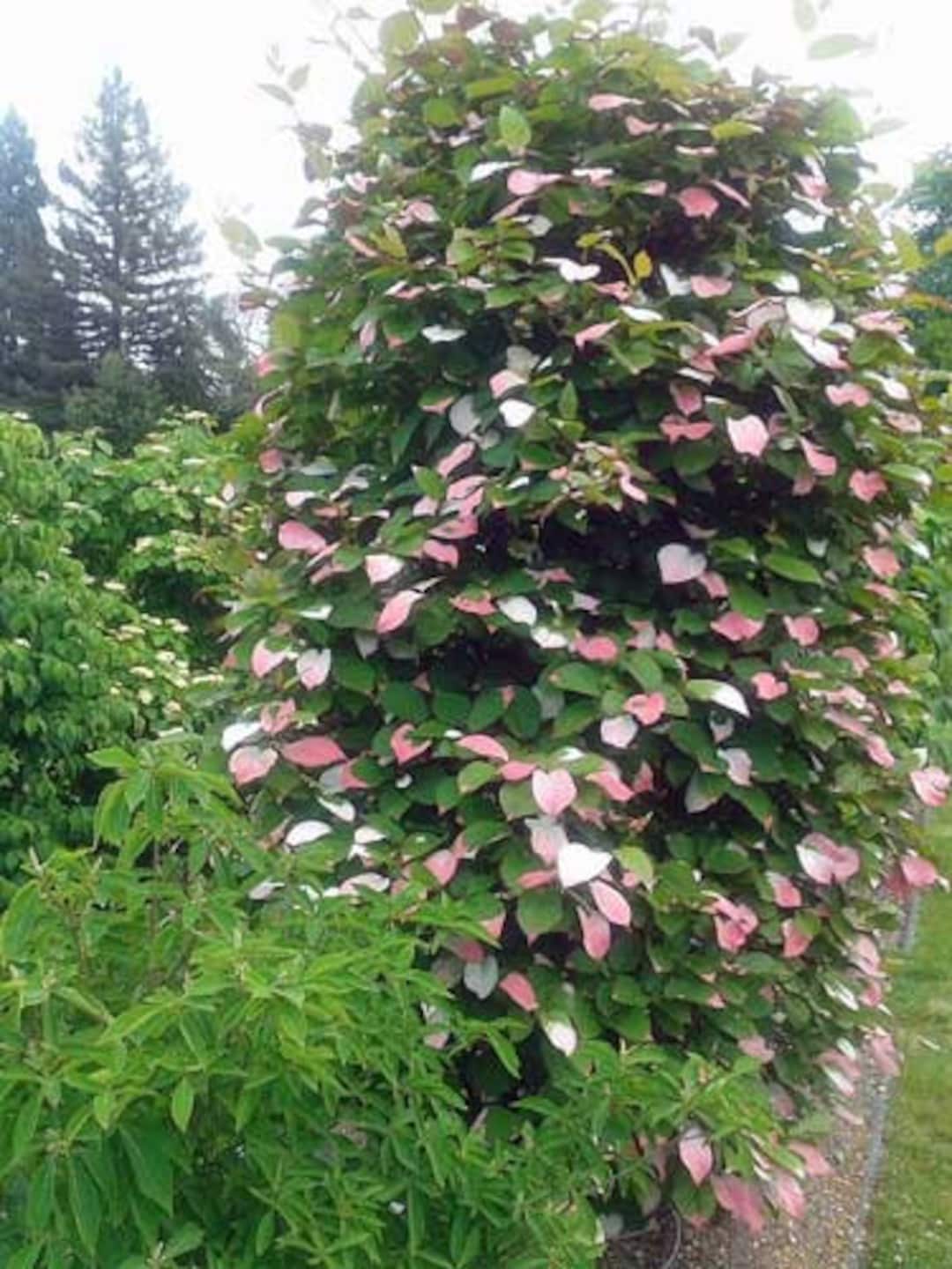 Actinidia Kolomikta | Kolomikta Kiwi | 20 Seeds - Etsy