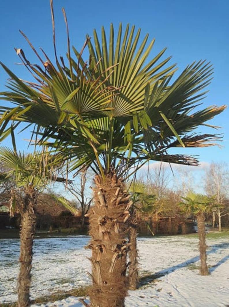 Trachycarpus Fortunei | Chinese Fan, Chusan, or Windmill Palm | 10 ...