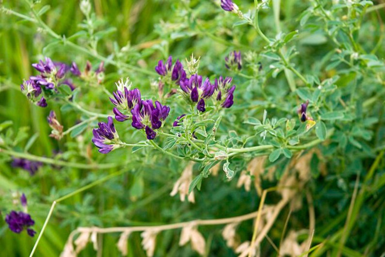 Medicago Sativa | Alfalfa | 50 Seeds - Etsy